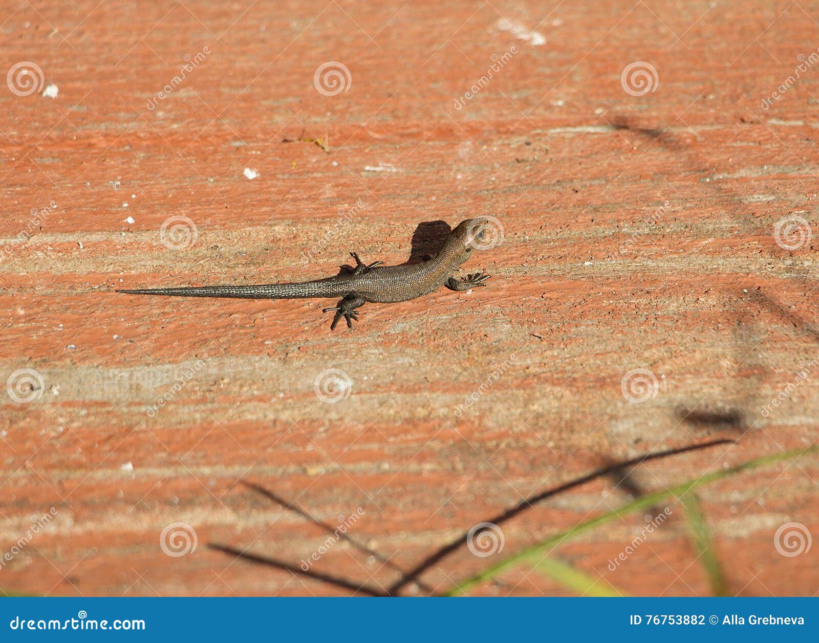 Little Brown Lizard on the Board Stock Photo - Image of lizards ...
