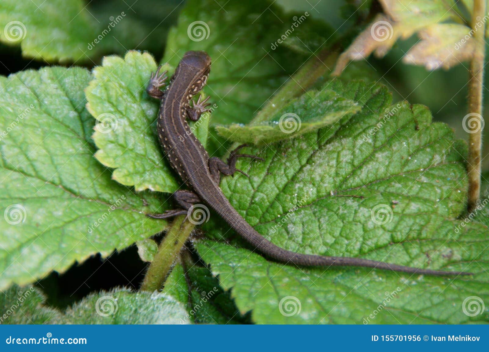 Little Brown Lizard on a Leaf Stock Photo - Image of iguana, grey ...