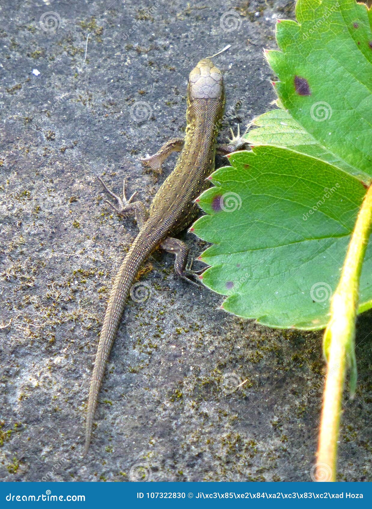Little Brown Lizard Next To a Plant Stock Photo - Image of lizard ...