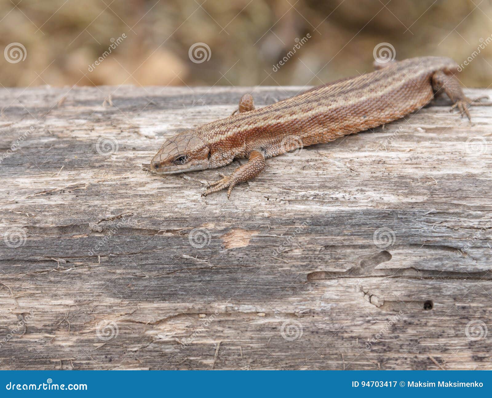 Little Brown Lizard Sitting on Old Log in Nature Stock Image - Image of ...
