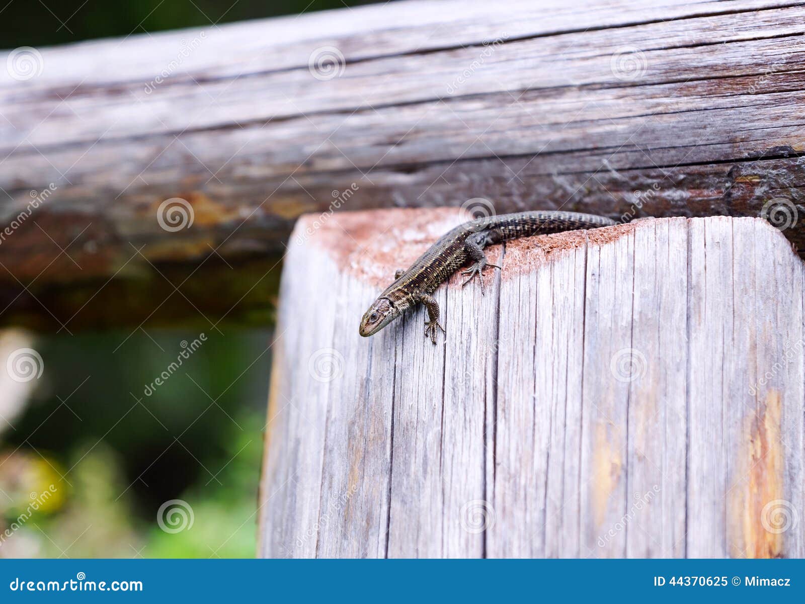 Little brown lizard stock image. Image of brown, animal - 44370625