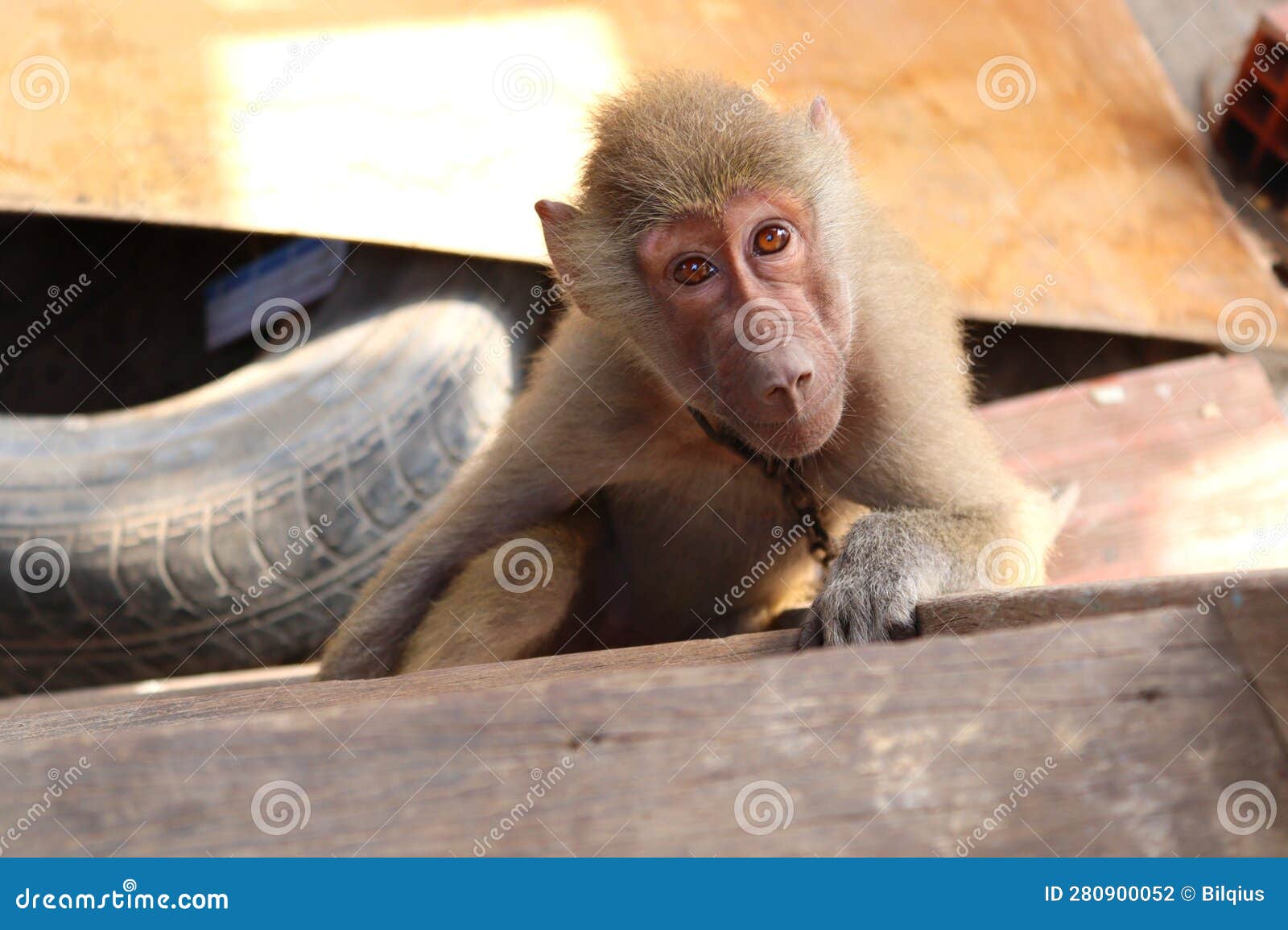 A Little Brown Monkey is Looking at You Stock Photo - Image of gorilla ...