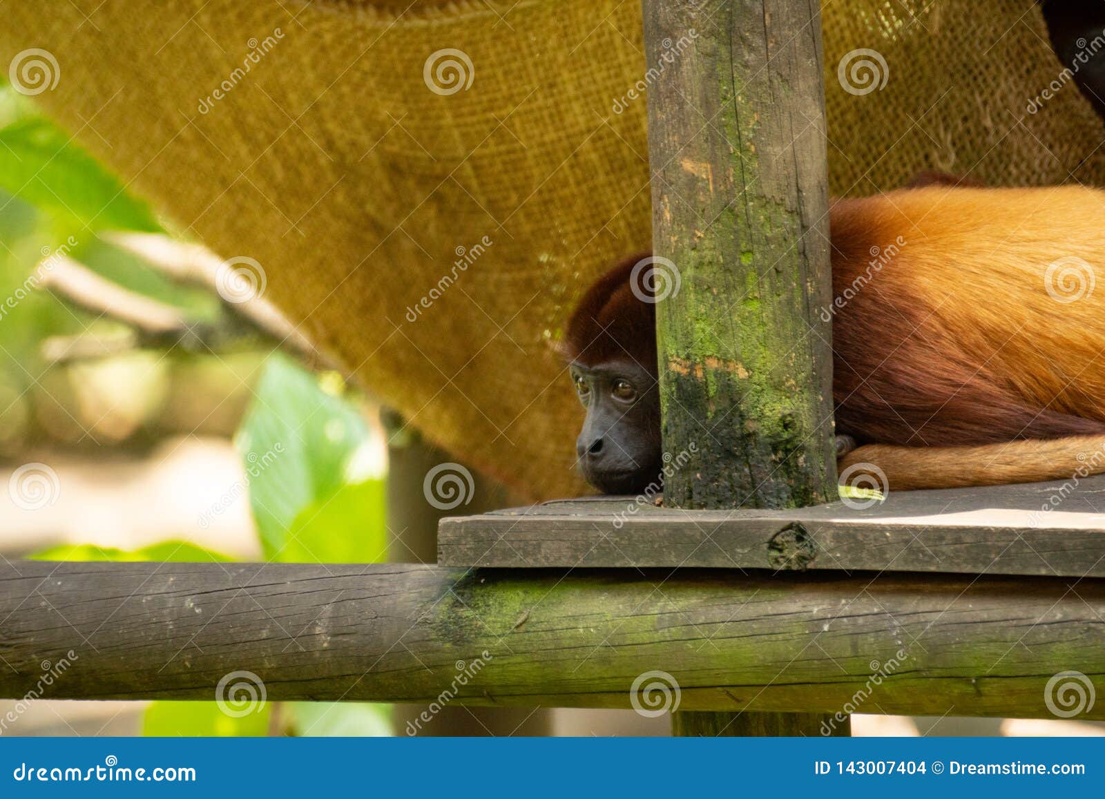 Little Brown Monkey Resting and Watching Stock Photo - Image of hairy ...