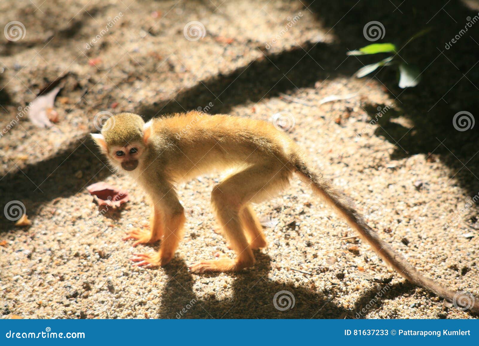 Little brown monkey stock image. Image of portrait, nature - 81637233