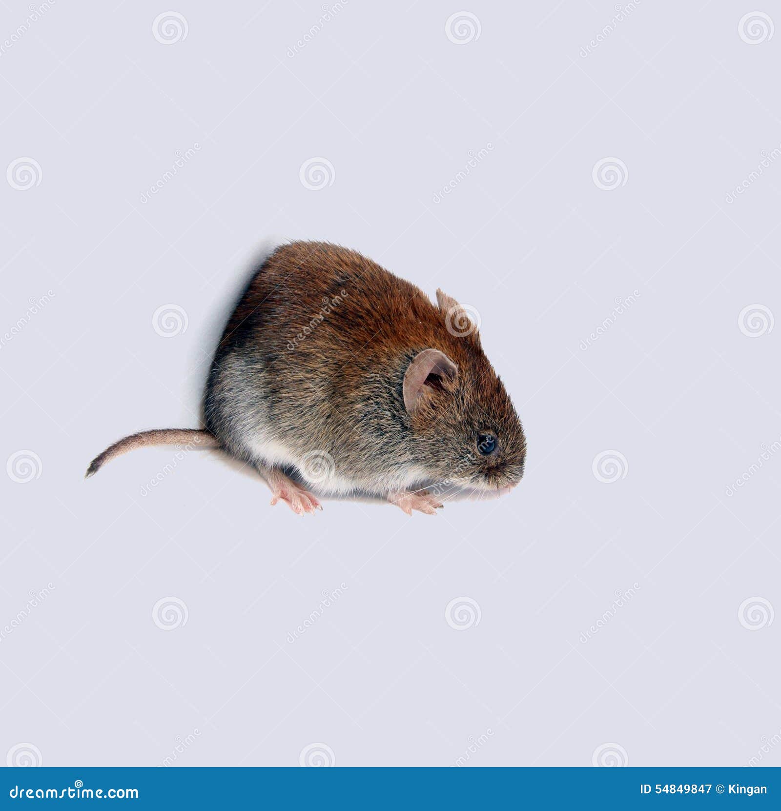 Little brown mouse stock image. Image of rodent, vole - 54849847
