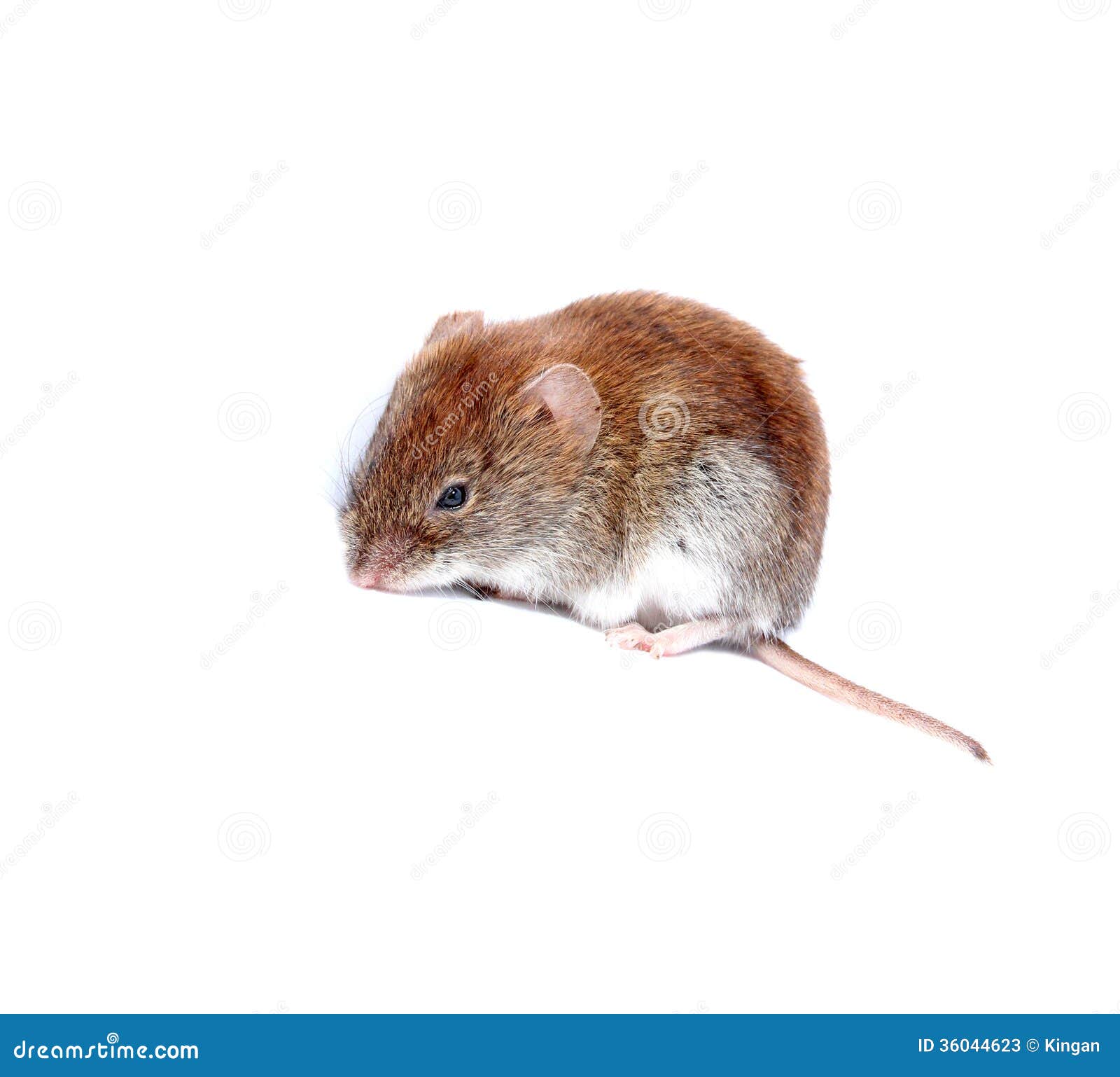 Little Brown Mouse Isolated Stock Photos - Image: 36044623