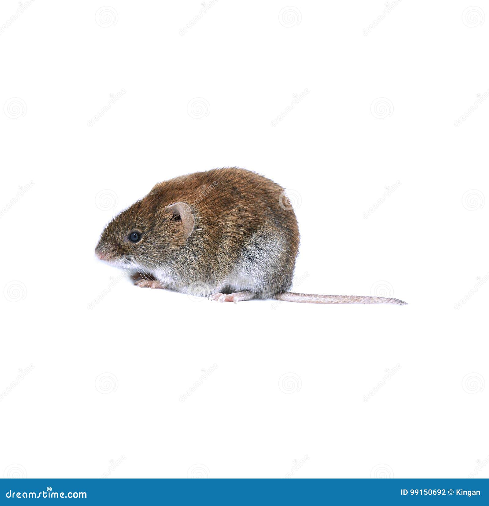 Little brown mouse stock photo. Image of home, isolated - 99150692