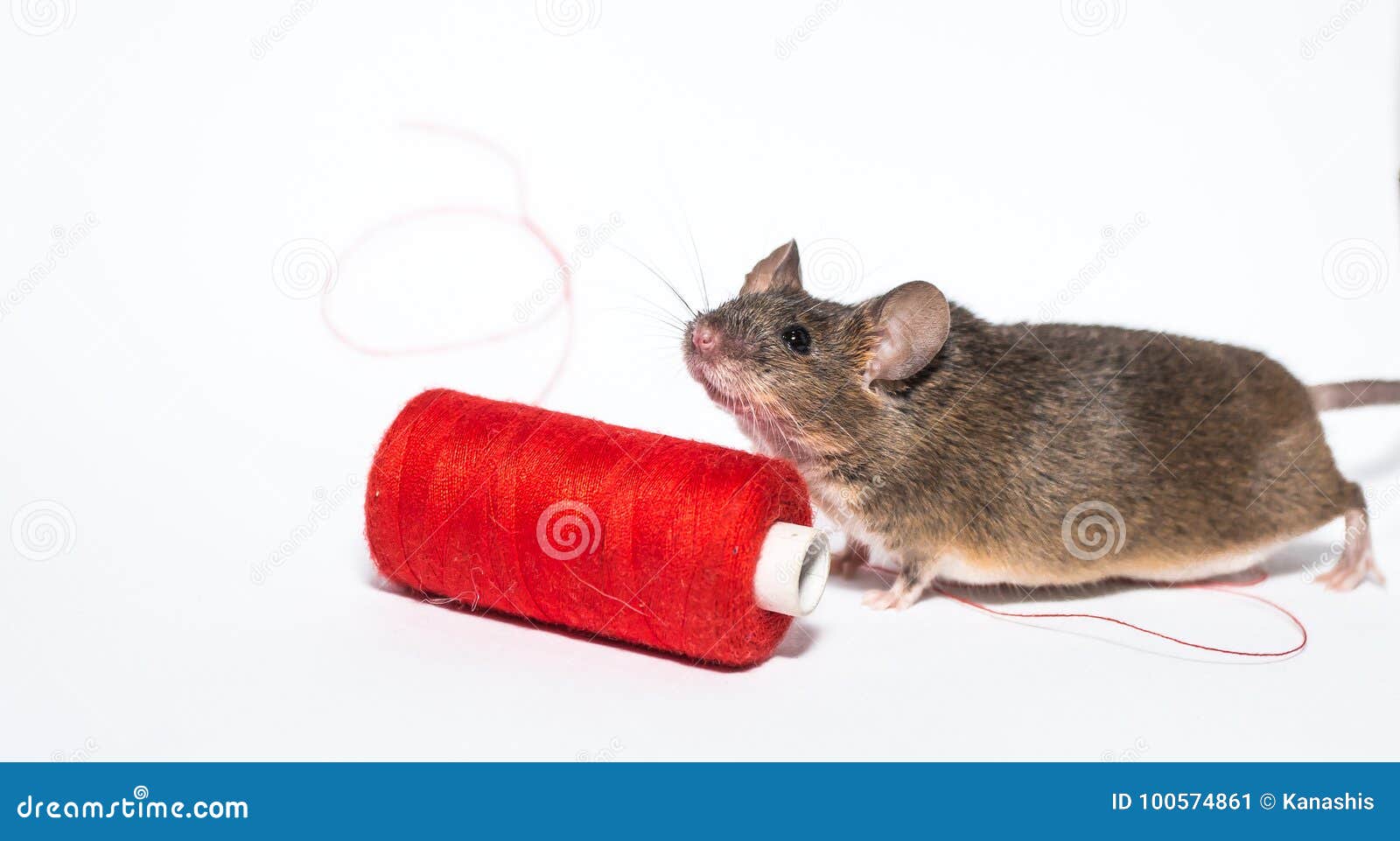 Little brown mouse stock image. Image of mammal, brown - 100574861