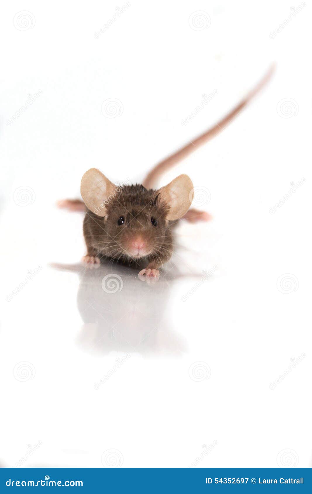 Female In Mouse Outfit Royalty-Free Stock Photo | CartoonDealer.com ...