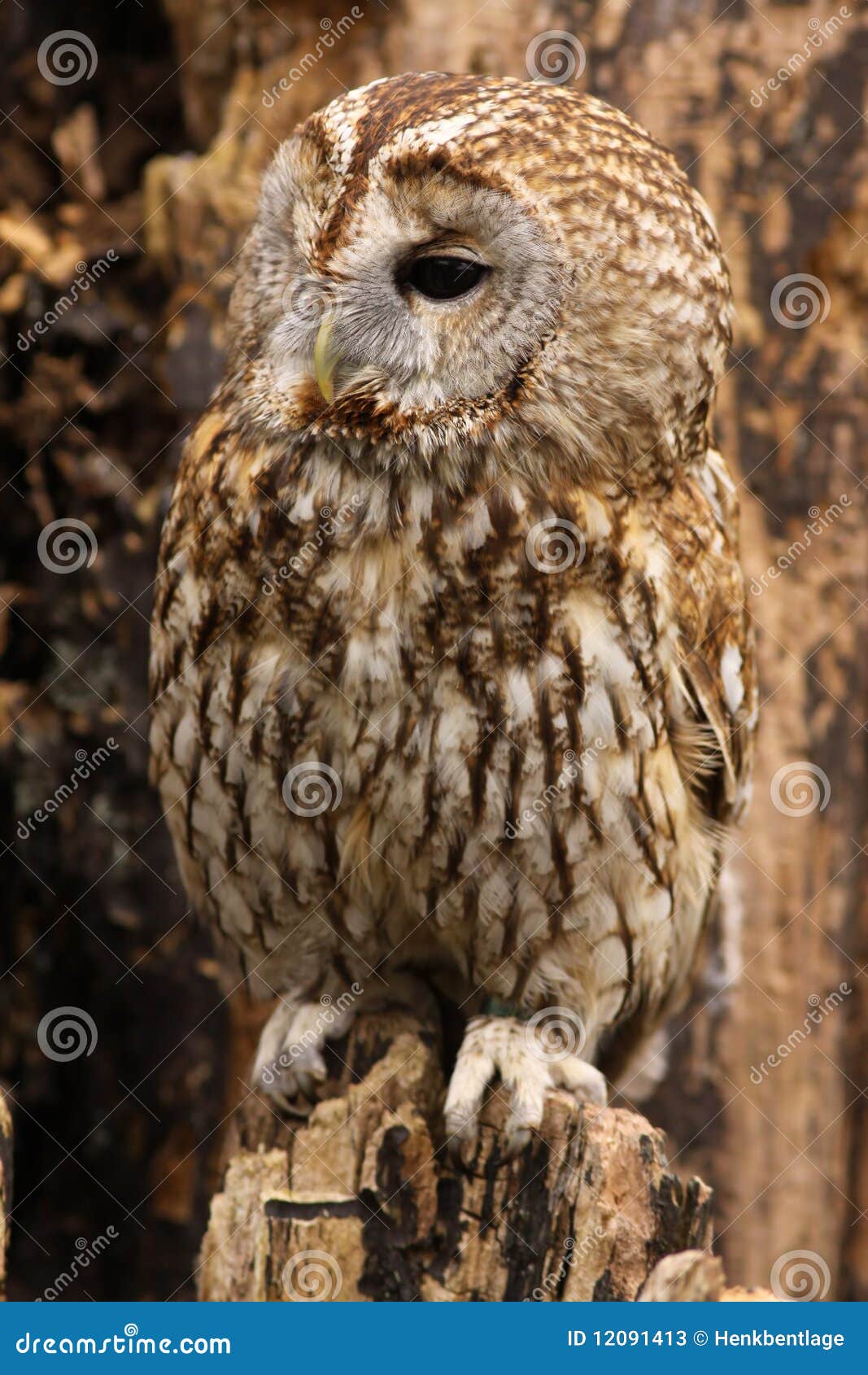 Little Brown Owl Sitting on a Tree Stock Image - Image of brown, wild ...