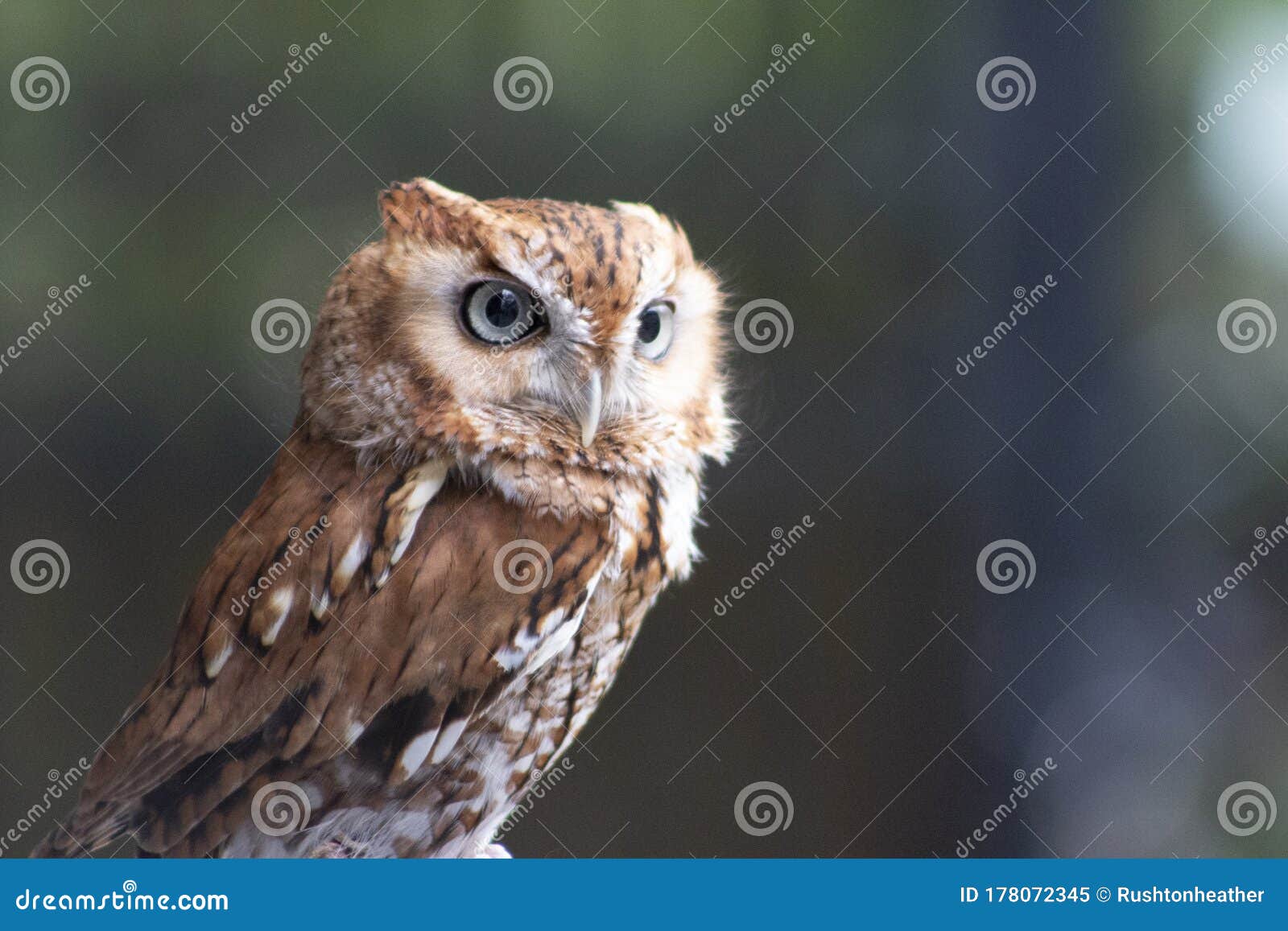 A little brown owl stock image. Image of staring, bird - 178072345