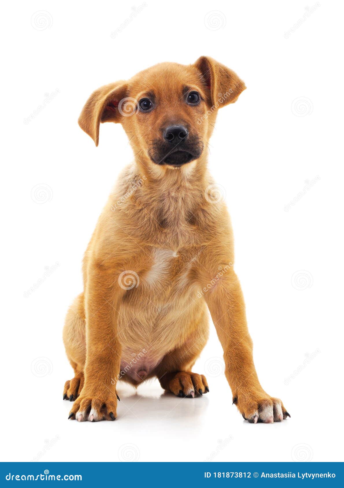 Little brown puppy stock photo. Image of favorite, love - 181873812