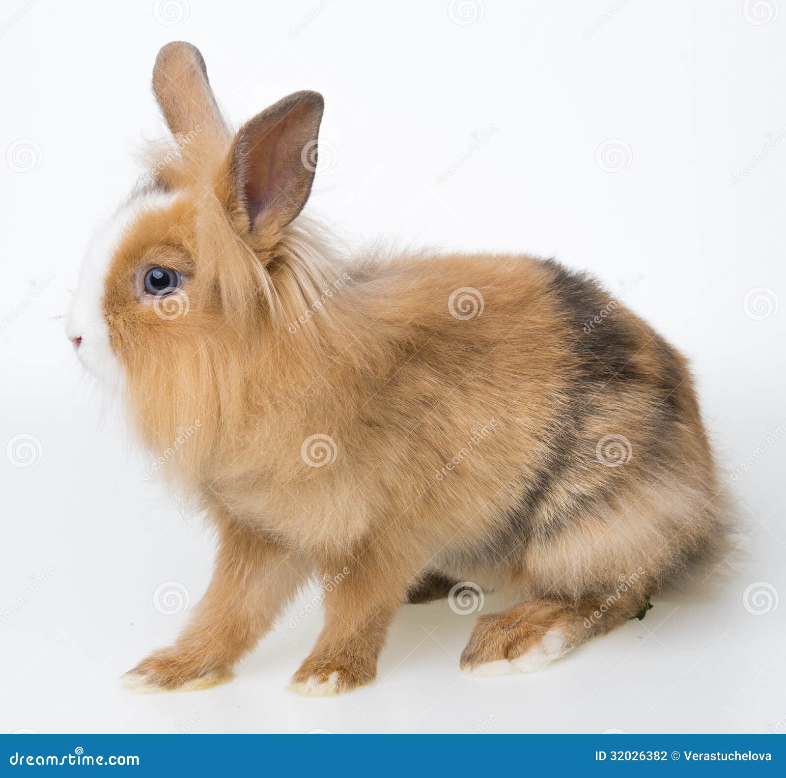 Little brown rabbit stock photo. Image of spring, isolated - 32026382