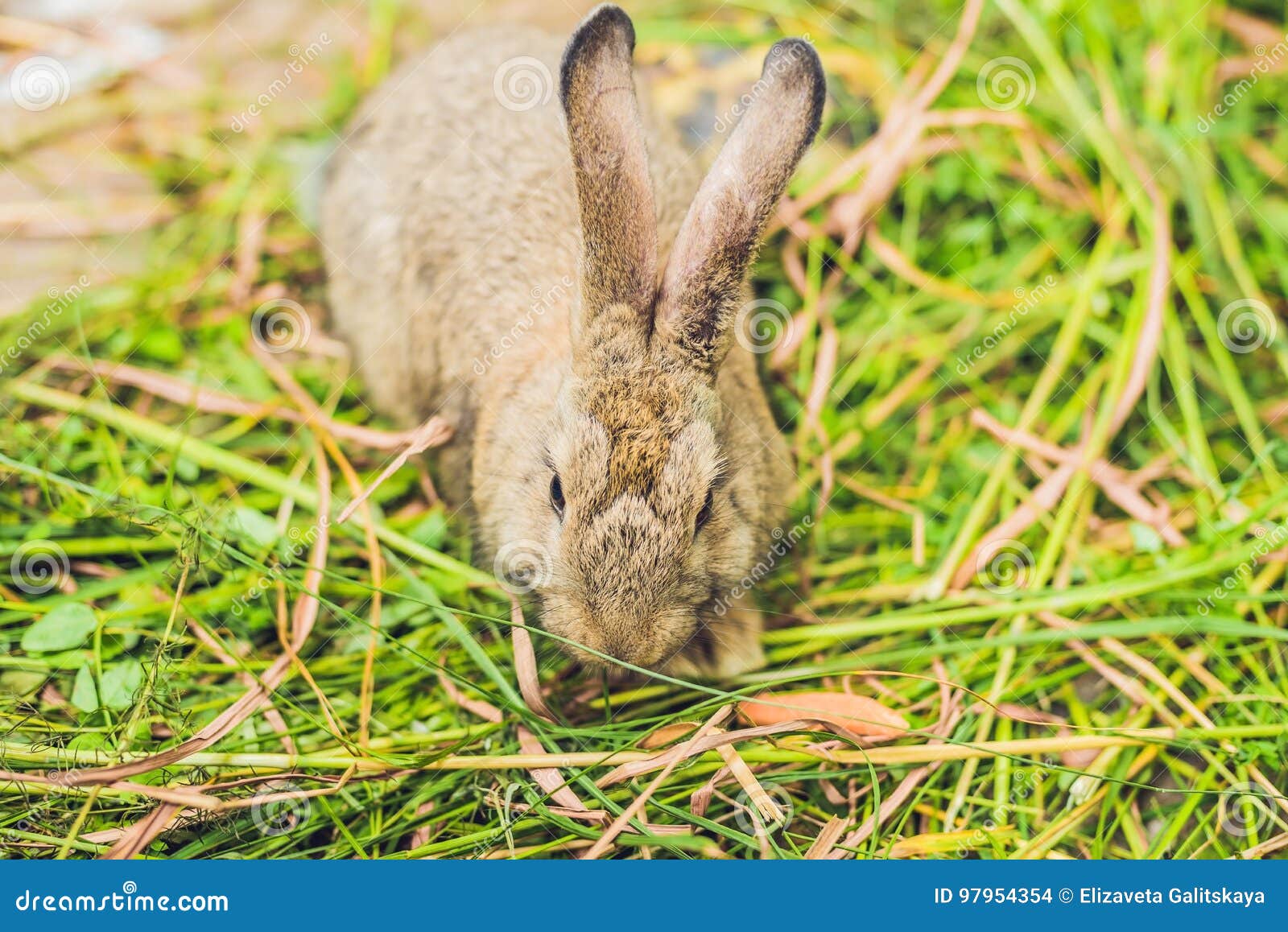Little Brown Rabbit on the Farm, Close Up Stock Photo - Image of animal ...
