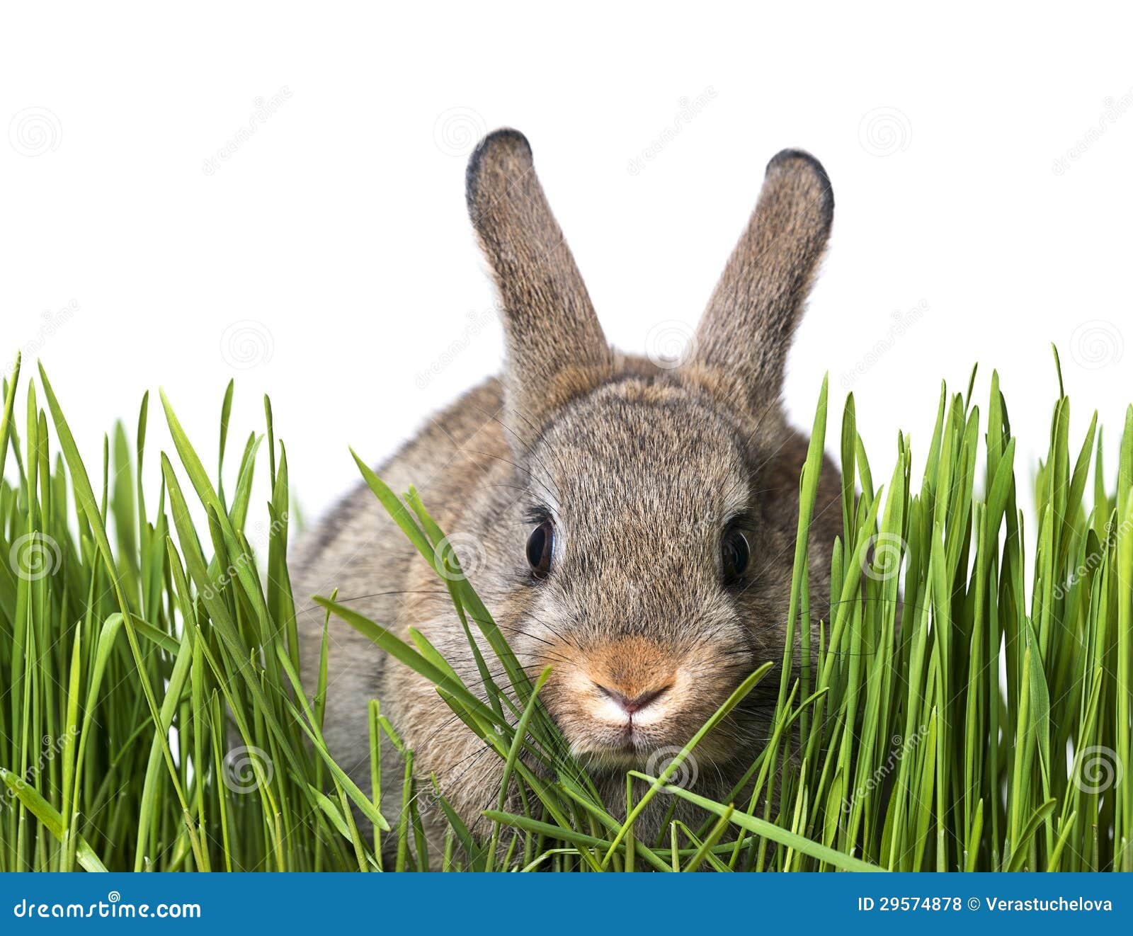 18,528 Brown Rabbit Grass Stock Photos - Free & Royalty-Free Stock ...