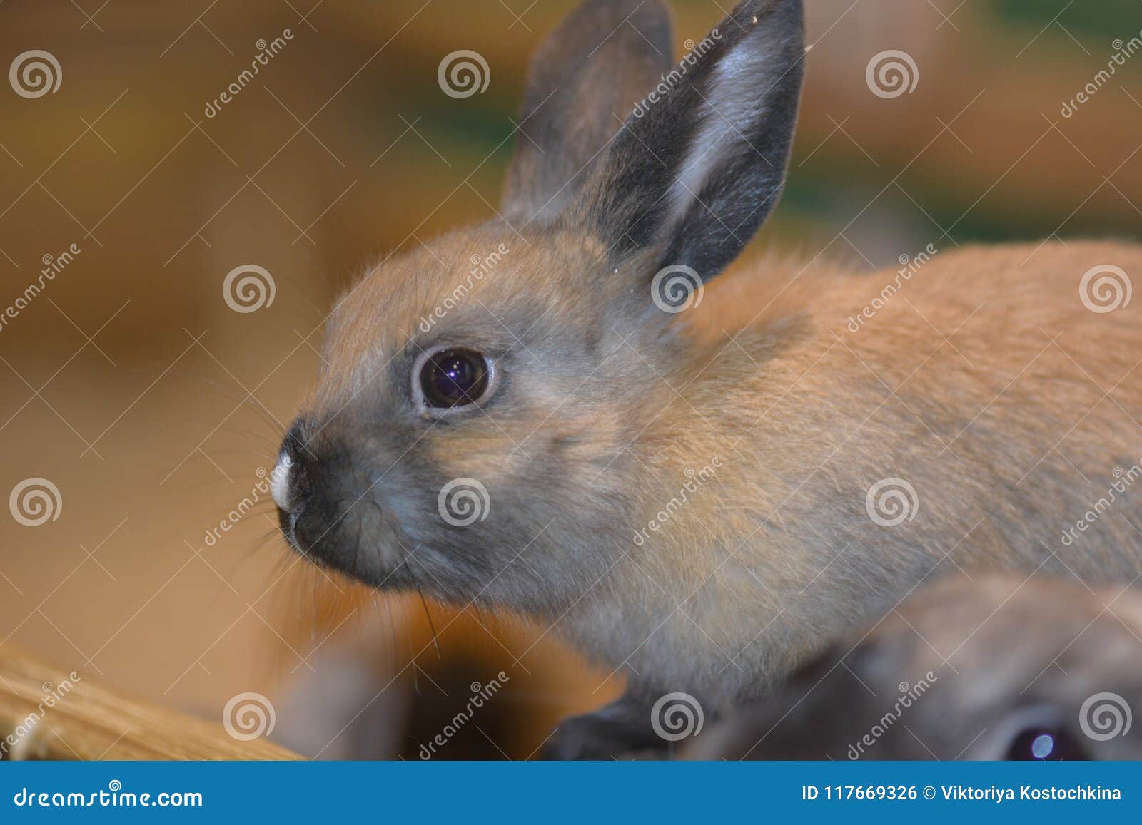 Little brown rabbit stock photo. Image of little, animal - 117669326