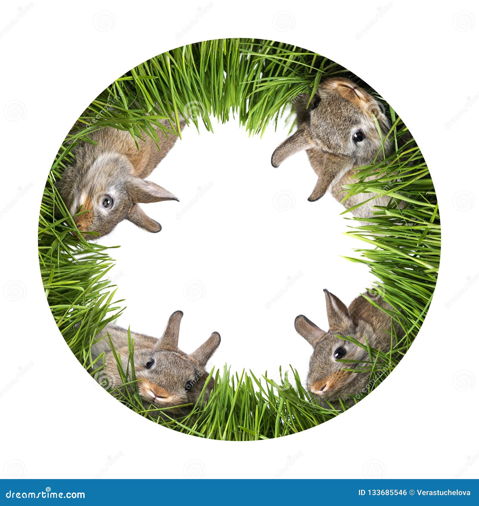 Circle with Brown Rabbits Eating Grass Stock Illustration ...
