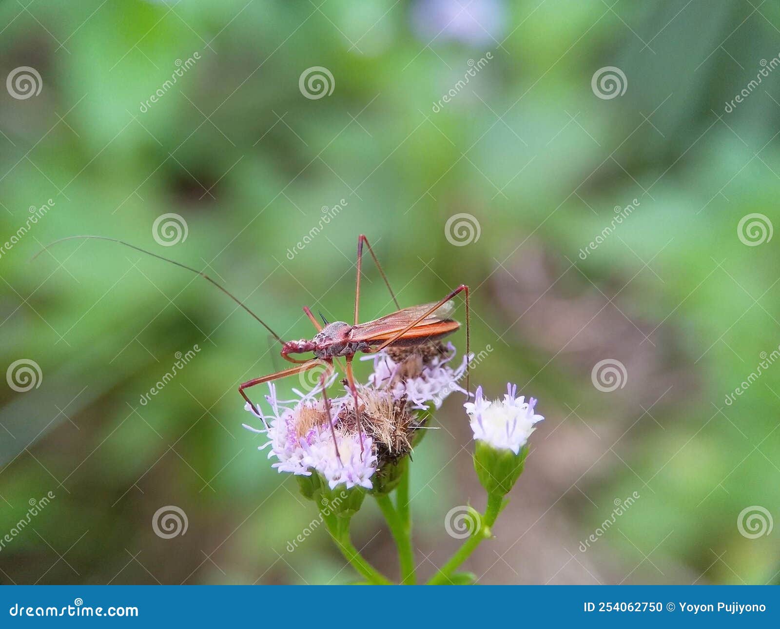 Little Brown Rice Ear Bug Crawling on Top of Grass Flower Stock Photo ...
