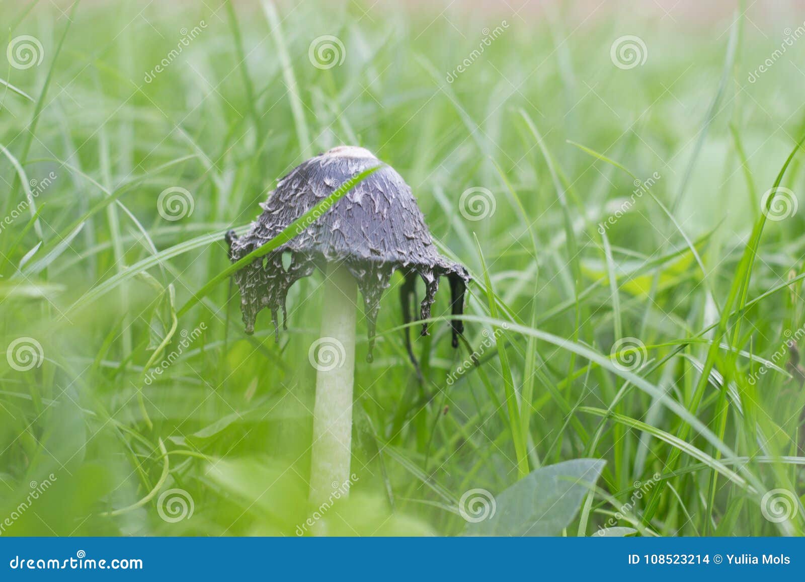 Toadstool in grass stock photo. Image of toadstool, nature - 108523214