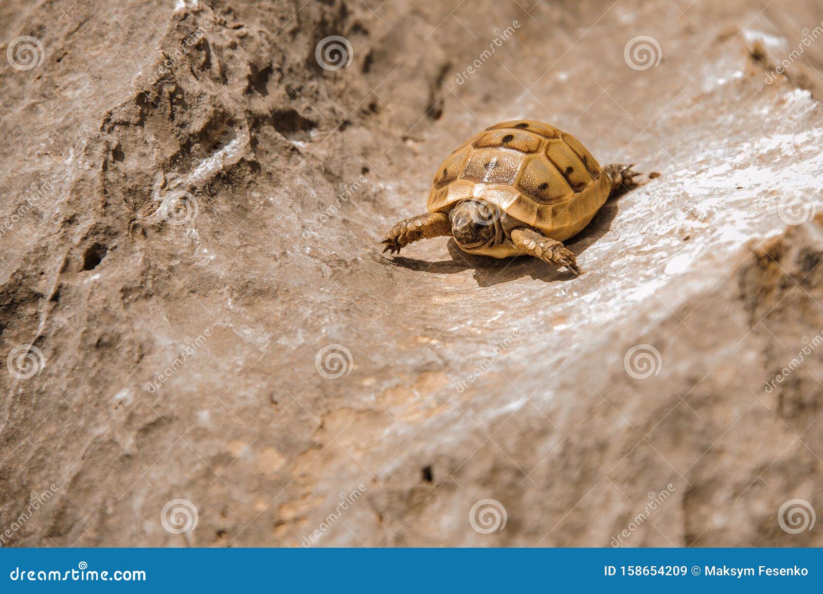 Little Brown Turtle Crawling on the Grey Rock Stock Image - Image of ...