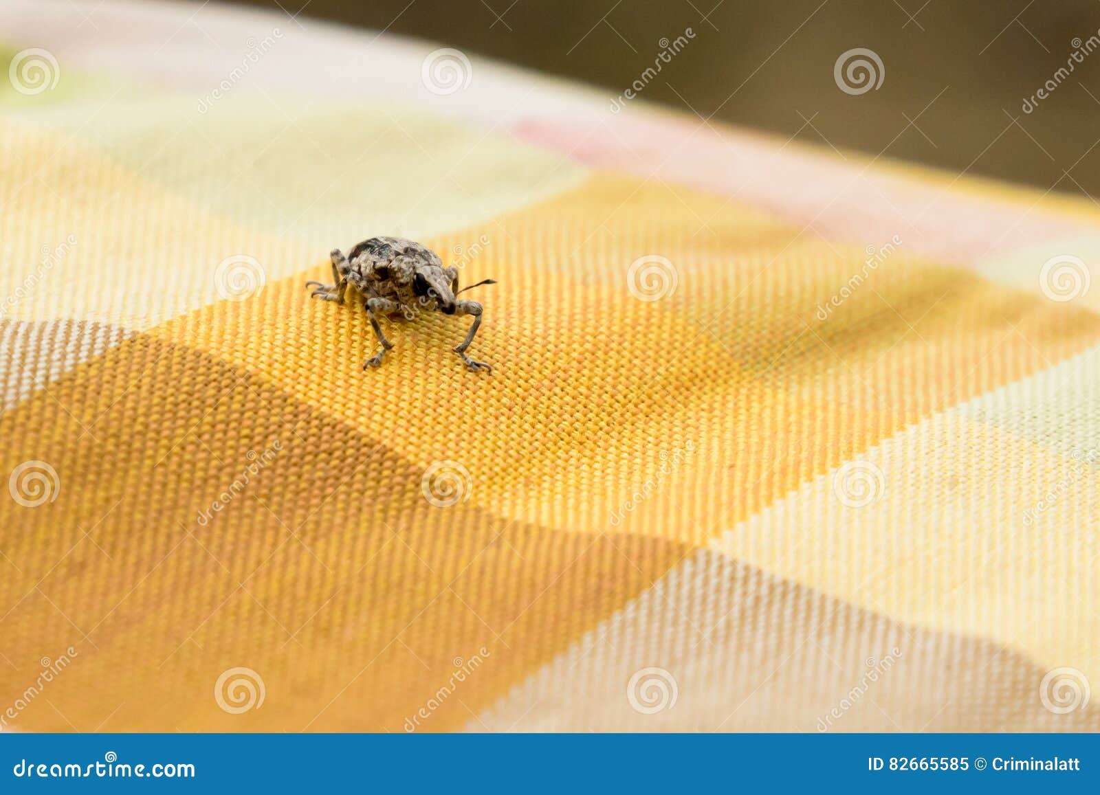 Little Brown Weevil Close Up Stock Image - Image of twig, little: 82665585