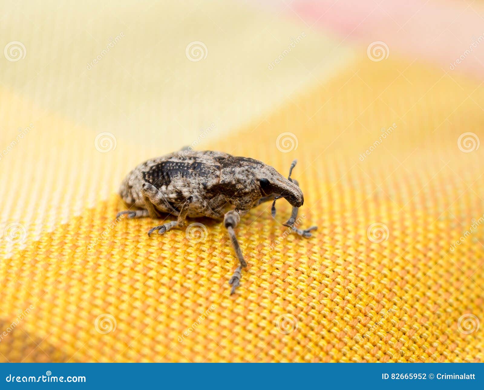 Little Brown Weevil Close Up Stock Photo - Image of small, wildlife ...