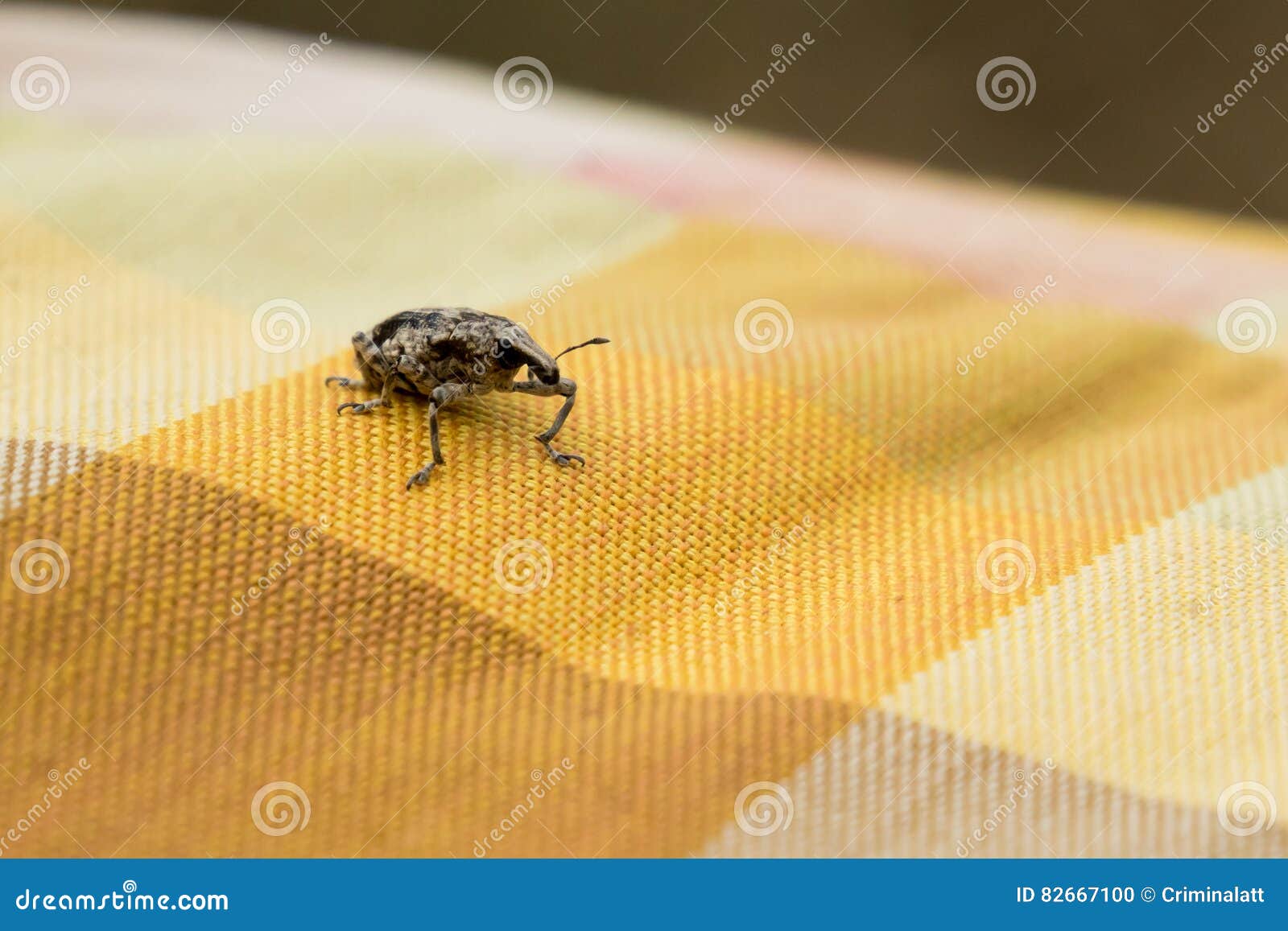 Little Brown Weevil Close Up Stock Photo - Image of weevil, wildlife ...