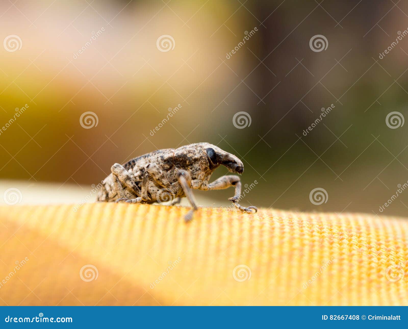 Little Brown Weevil Close Up Stock Photo - Image of insect, beetle ...