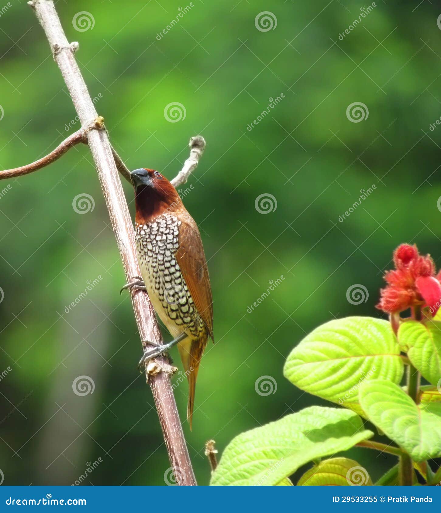 Little Brown and White Spotted Munia Bird Stock Image - Image of ...