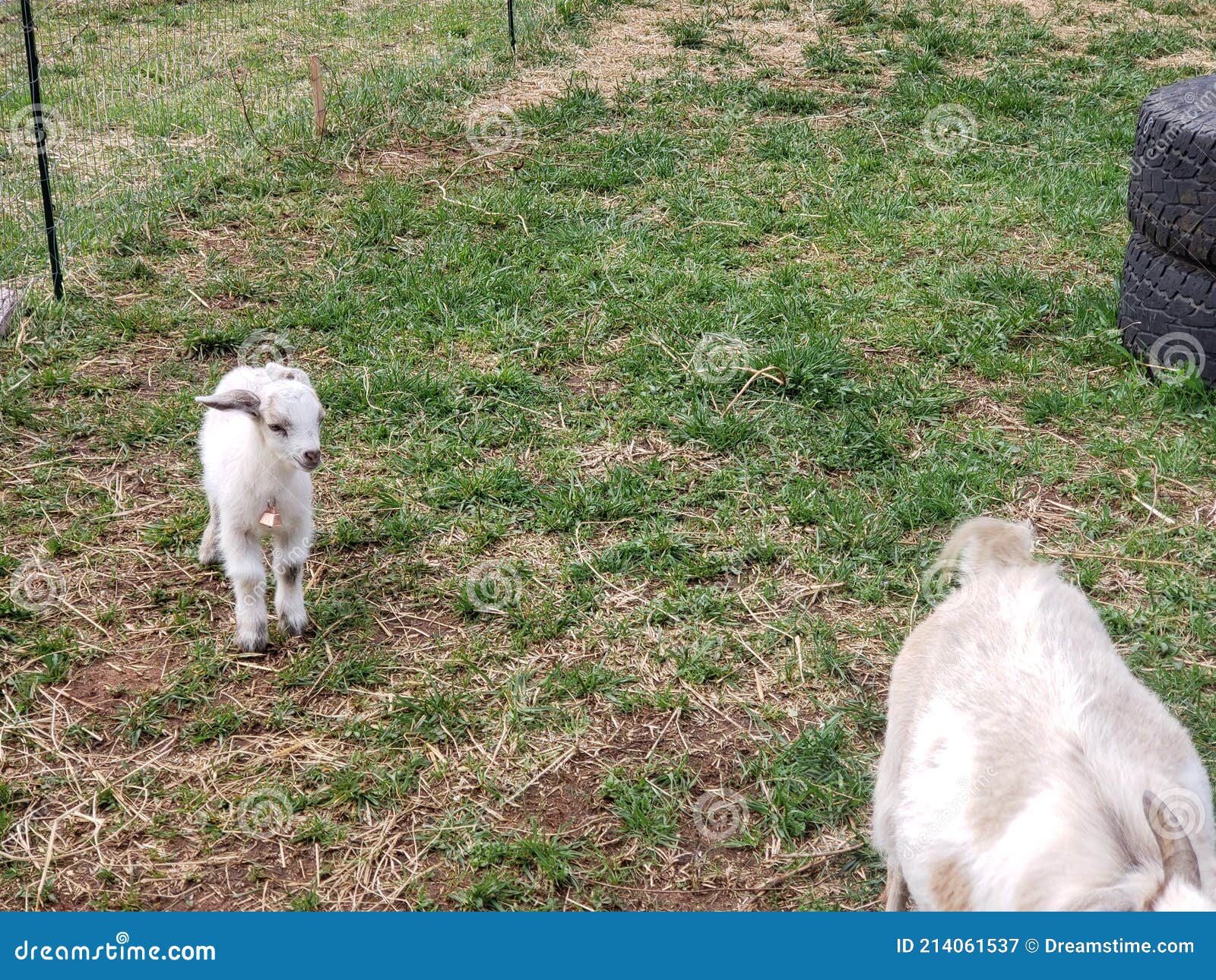 Little Buddy stock image. Image of little, goat, farm - 214061537