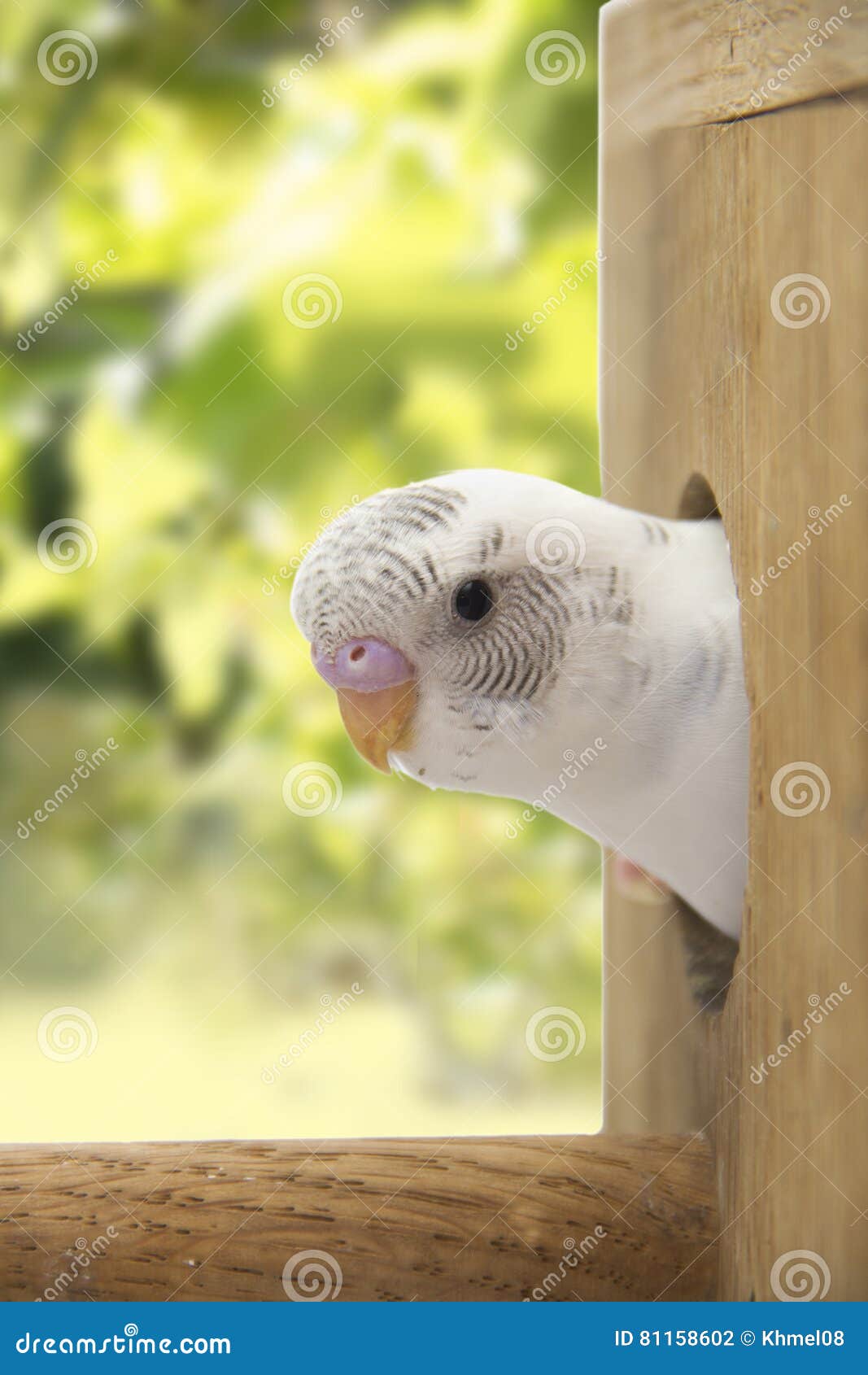 The Little Budgie is Looking of the Nest Stock Photo - Image of plumage ...