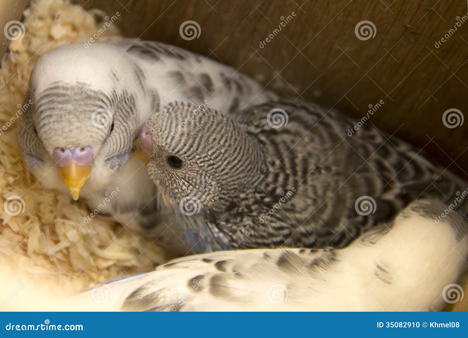 The Little Budgie is in Nest Stock Photo - Image of creature, feeding ...