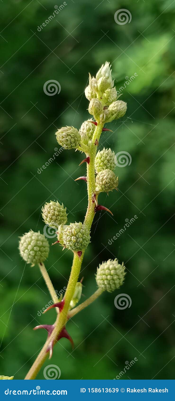 The Little Buds are Beautiful in the Sun Rise Stock Image - Image of ...