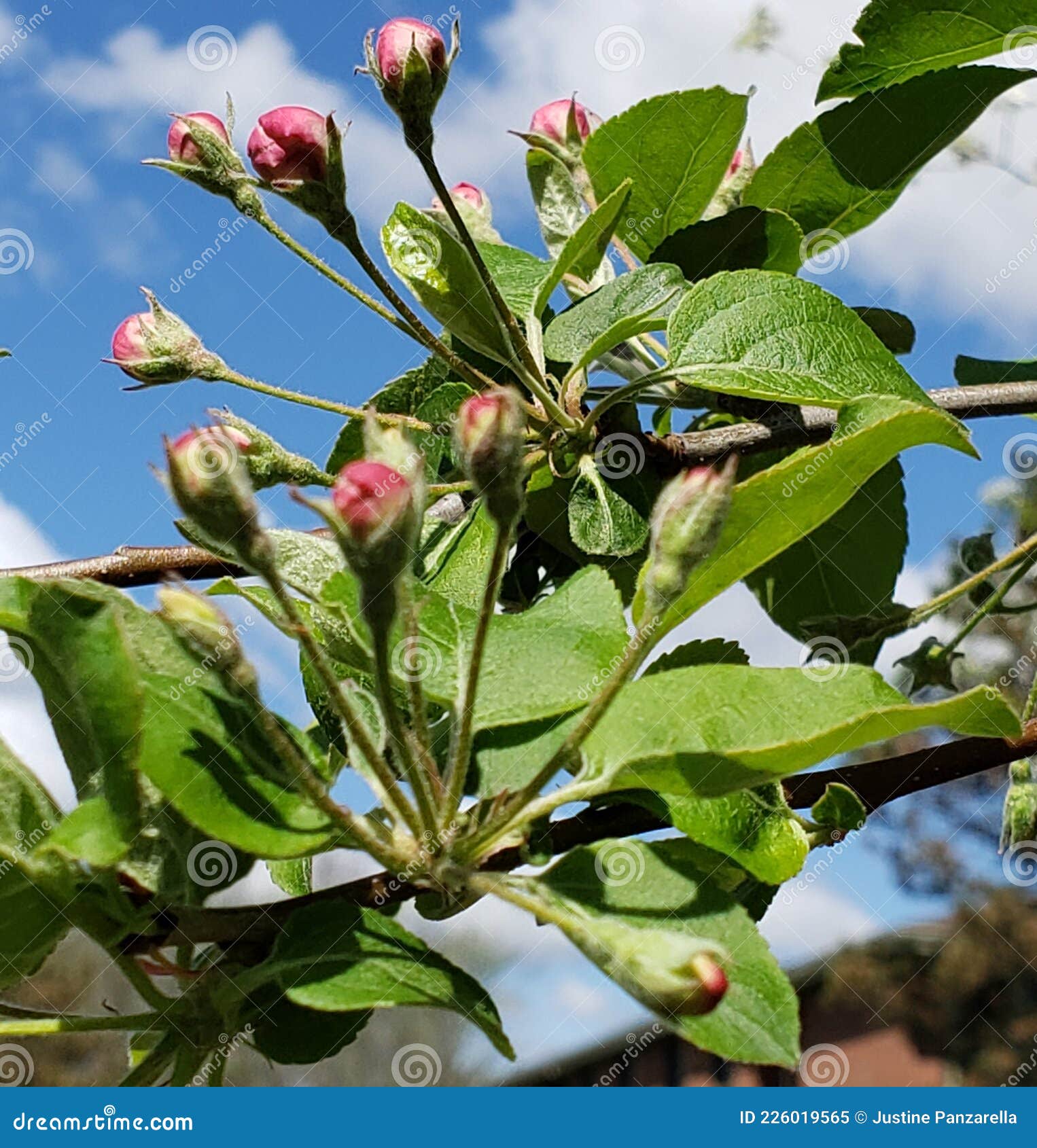Little buds on branch stock image. Image of flower, autumn - 226019565