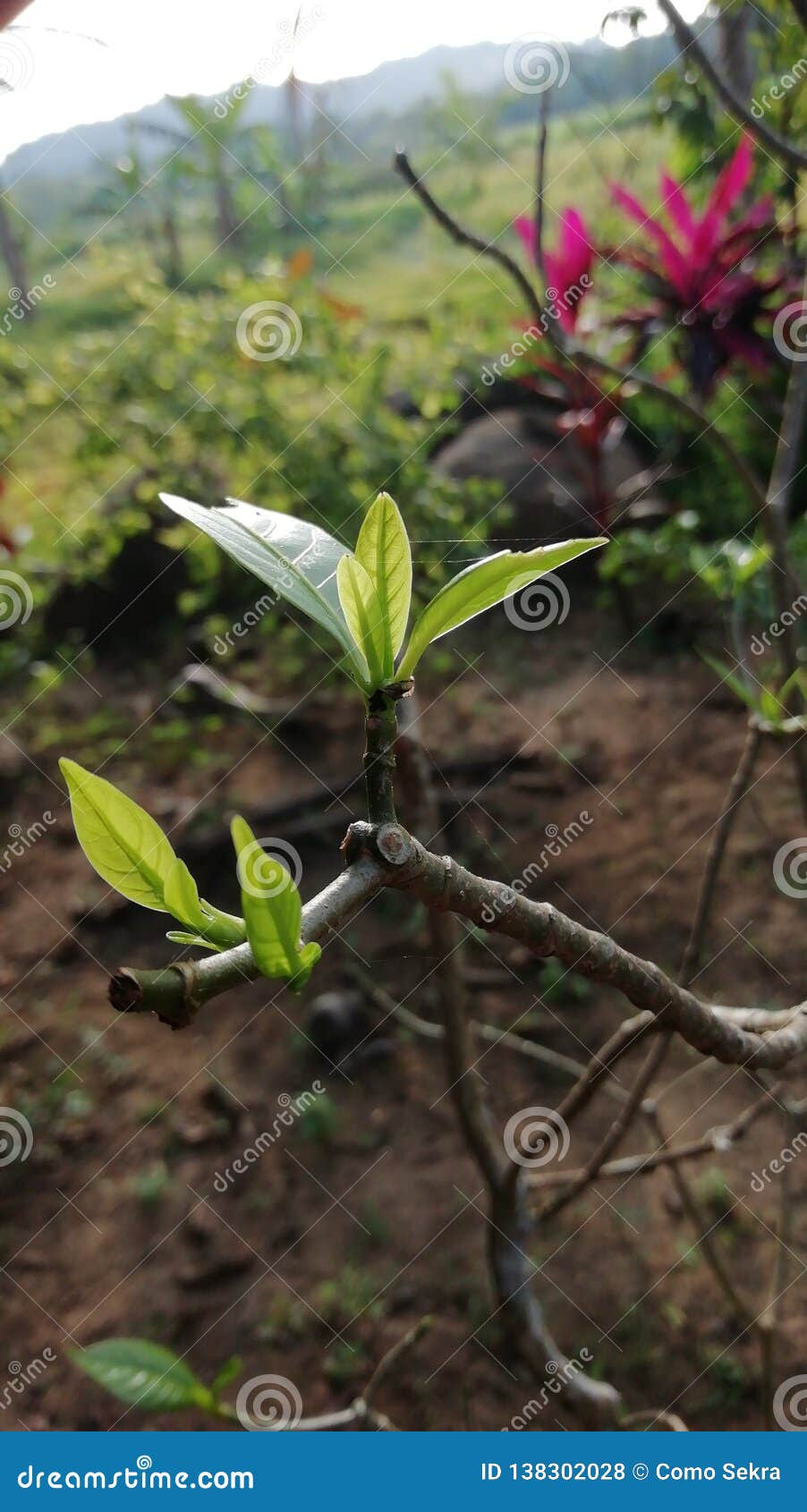 Little buds stock photo. Image of garden, yellow, color - 138302028