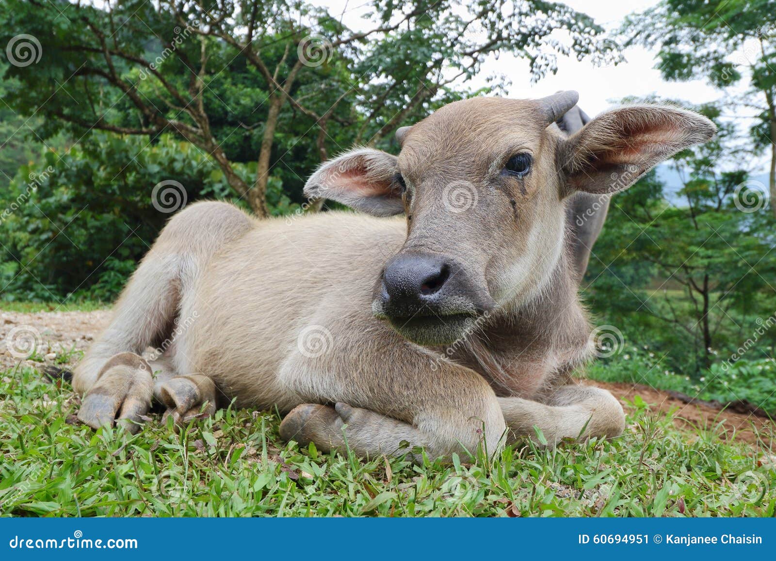 Little Buffalo stock image. Image of wilderness, water - 60694951