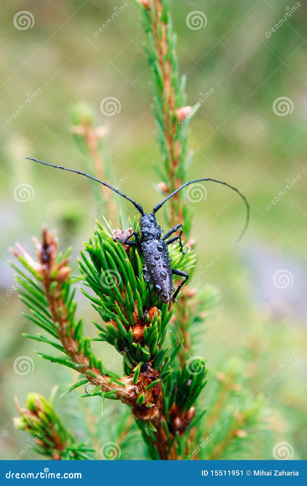 Little bug stock image. Image of legs, green, focus, branch - 15511951