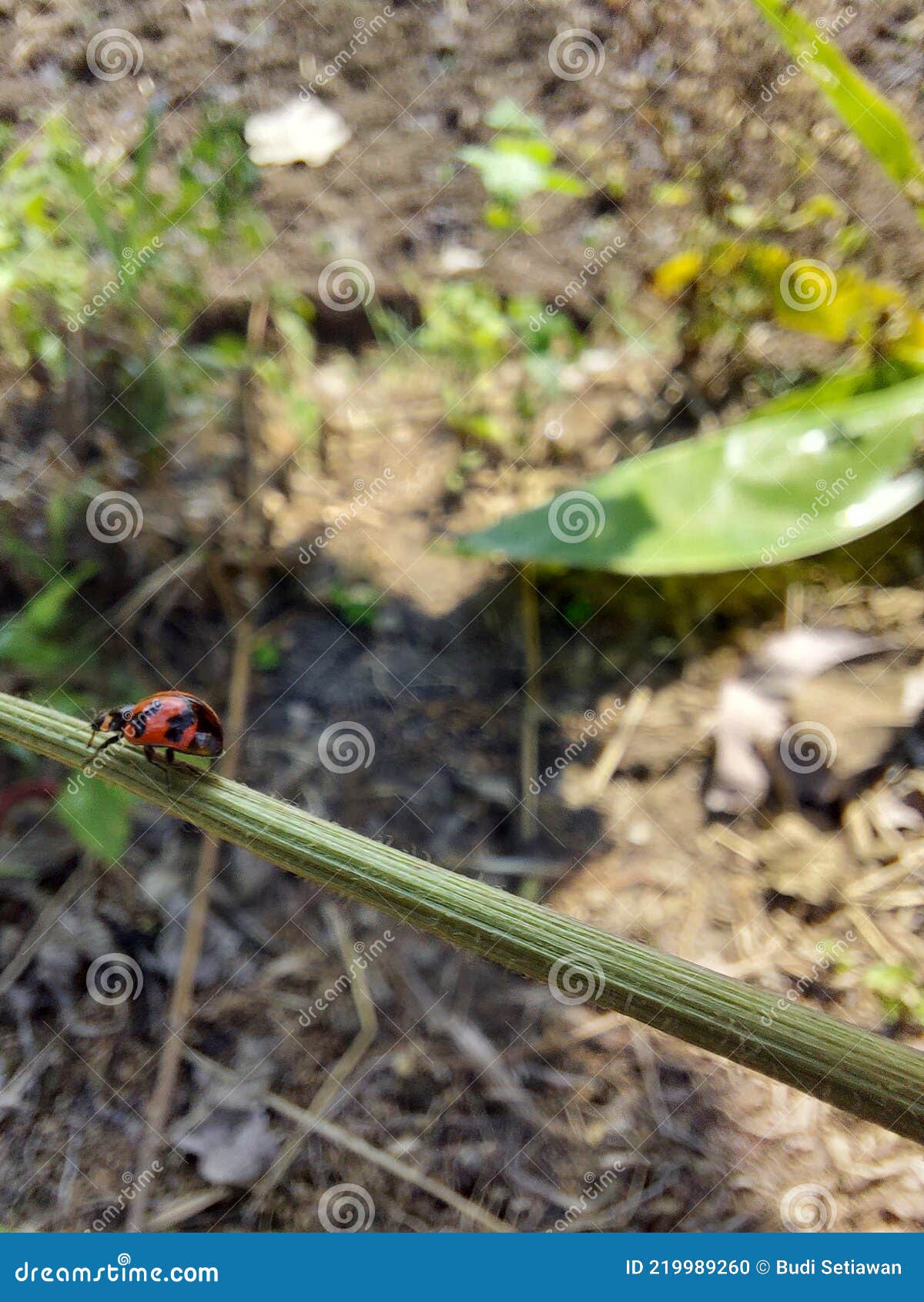 A Little Bug stock photo. Image of arthropod, tree, ittle - 219989260