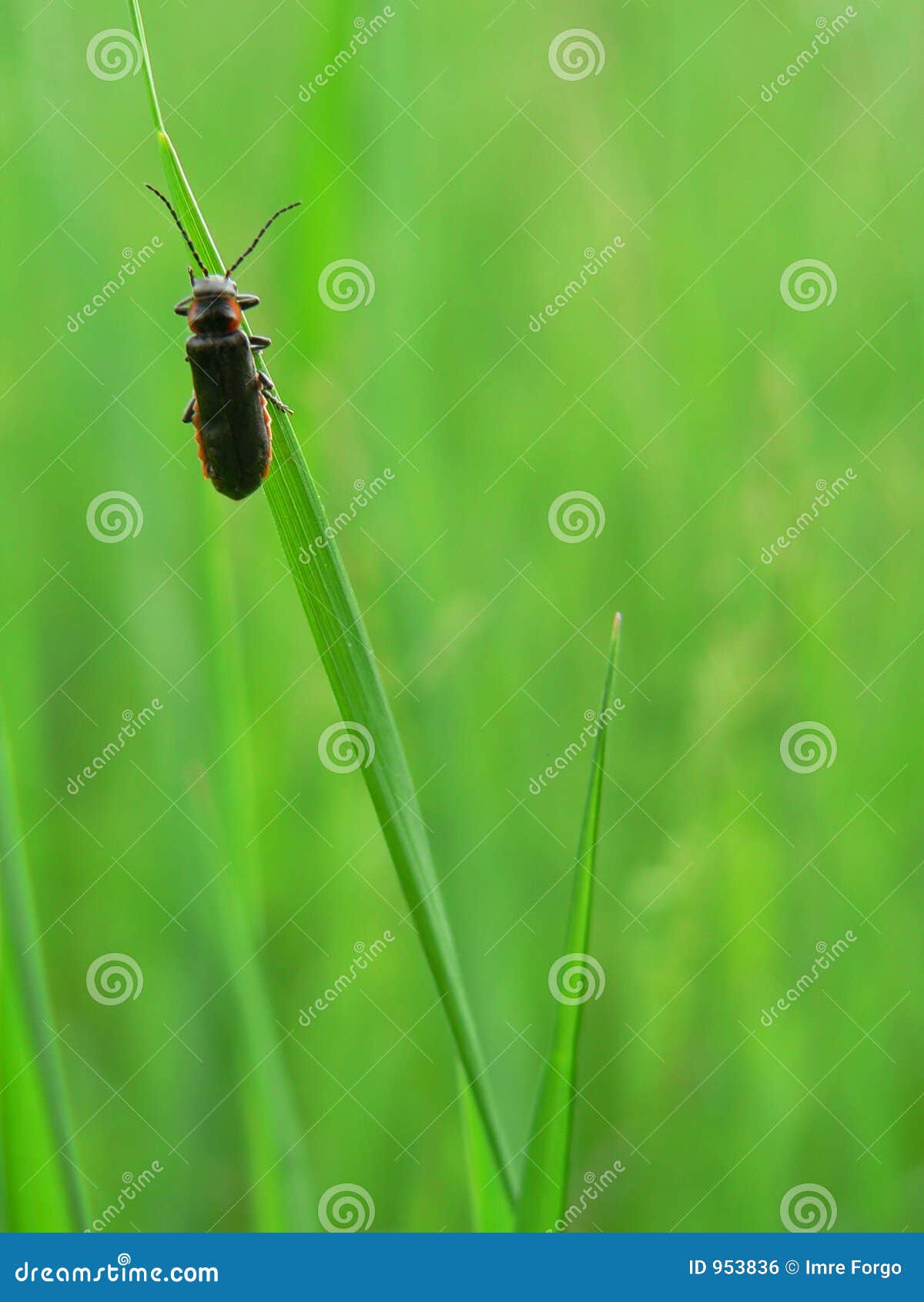 Little bug stock photo. Image of crawlies, summer, animal - 953836