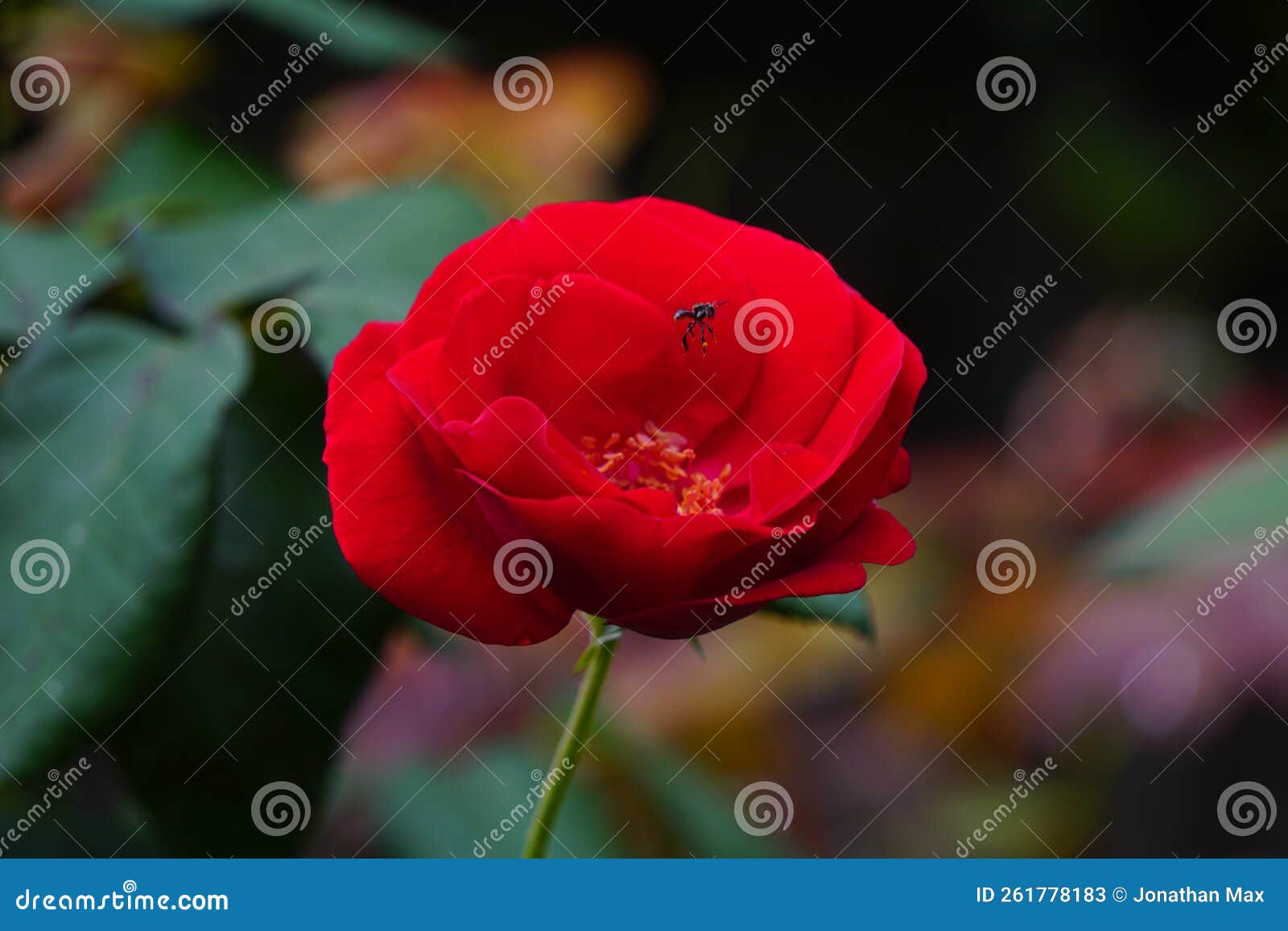 Little Bug Captured on a Red Rose Stock Image - Image of flower ...