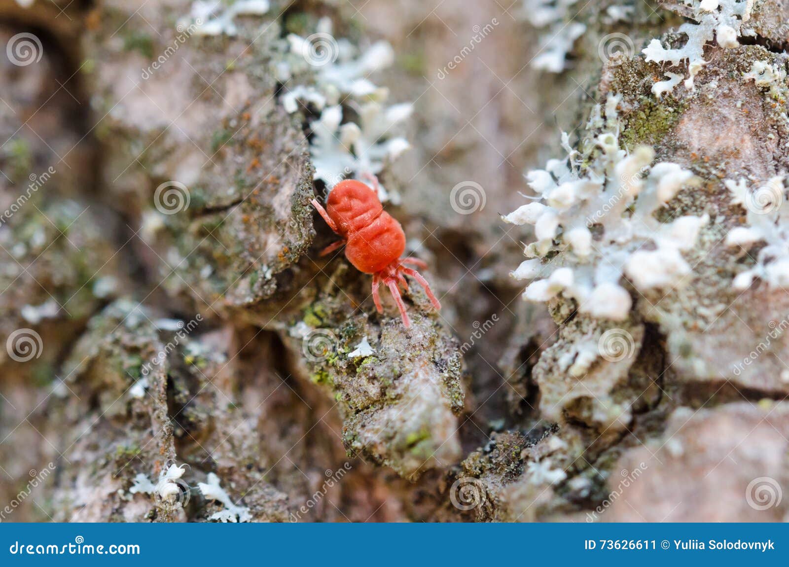 Little bug in the forest stock image. Image of macro - 73626611