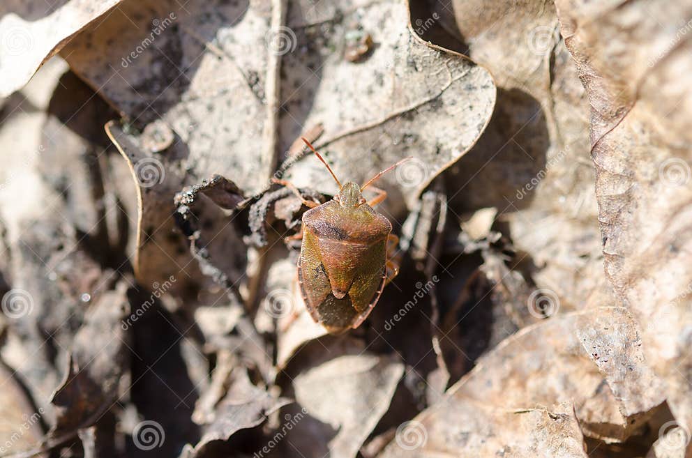 Little bug in the forest stock photo. Image of background - 73626862