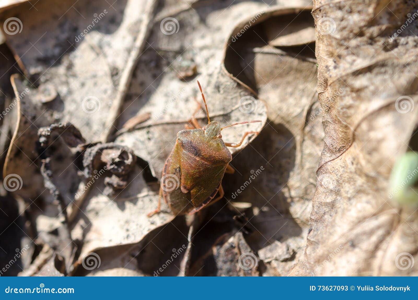 Little bug in the forest stock image. Image of insect - 73627093