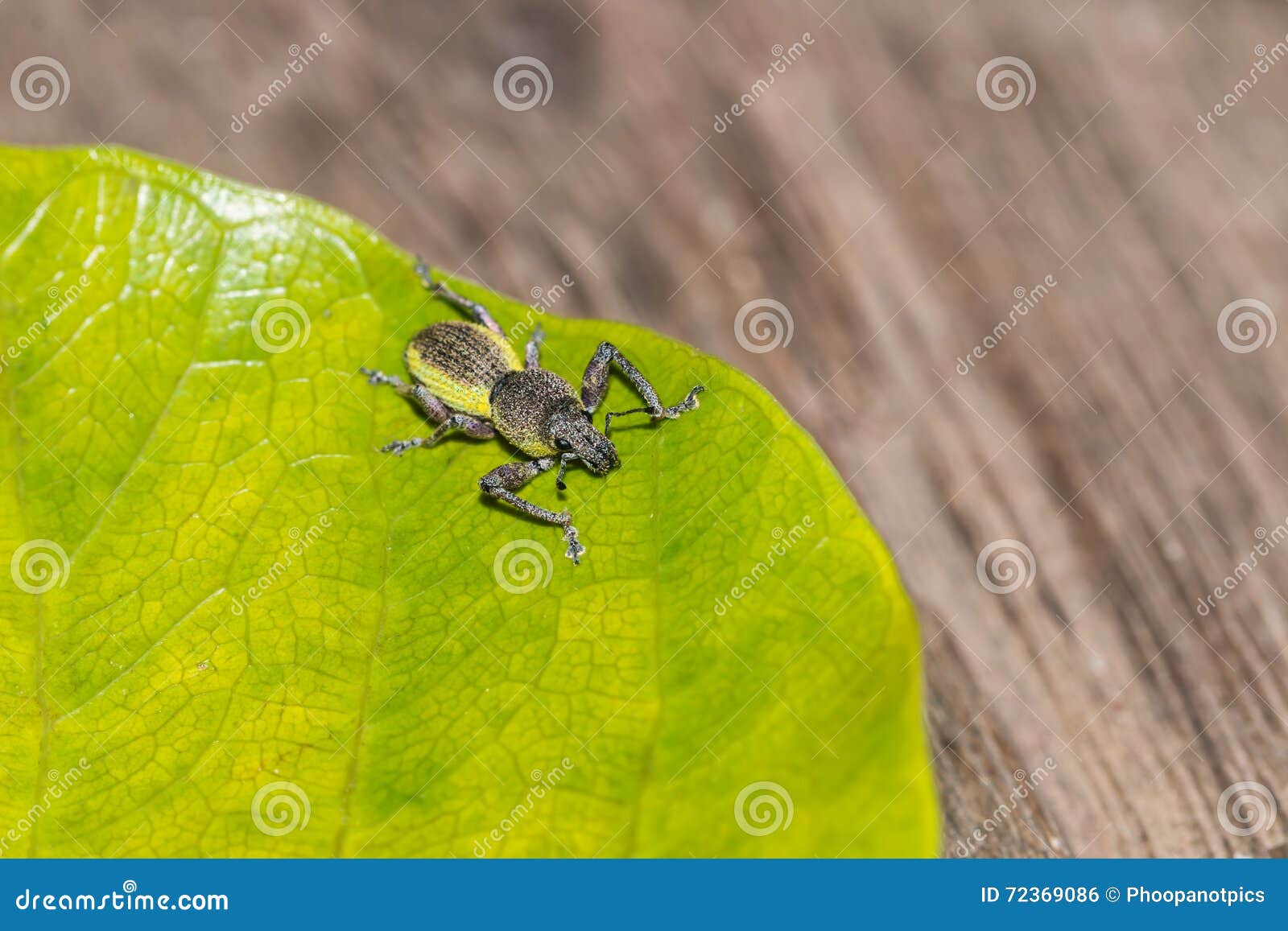 Little bug stock photo. Image of common, long, environment - 72369086