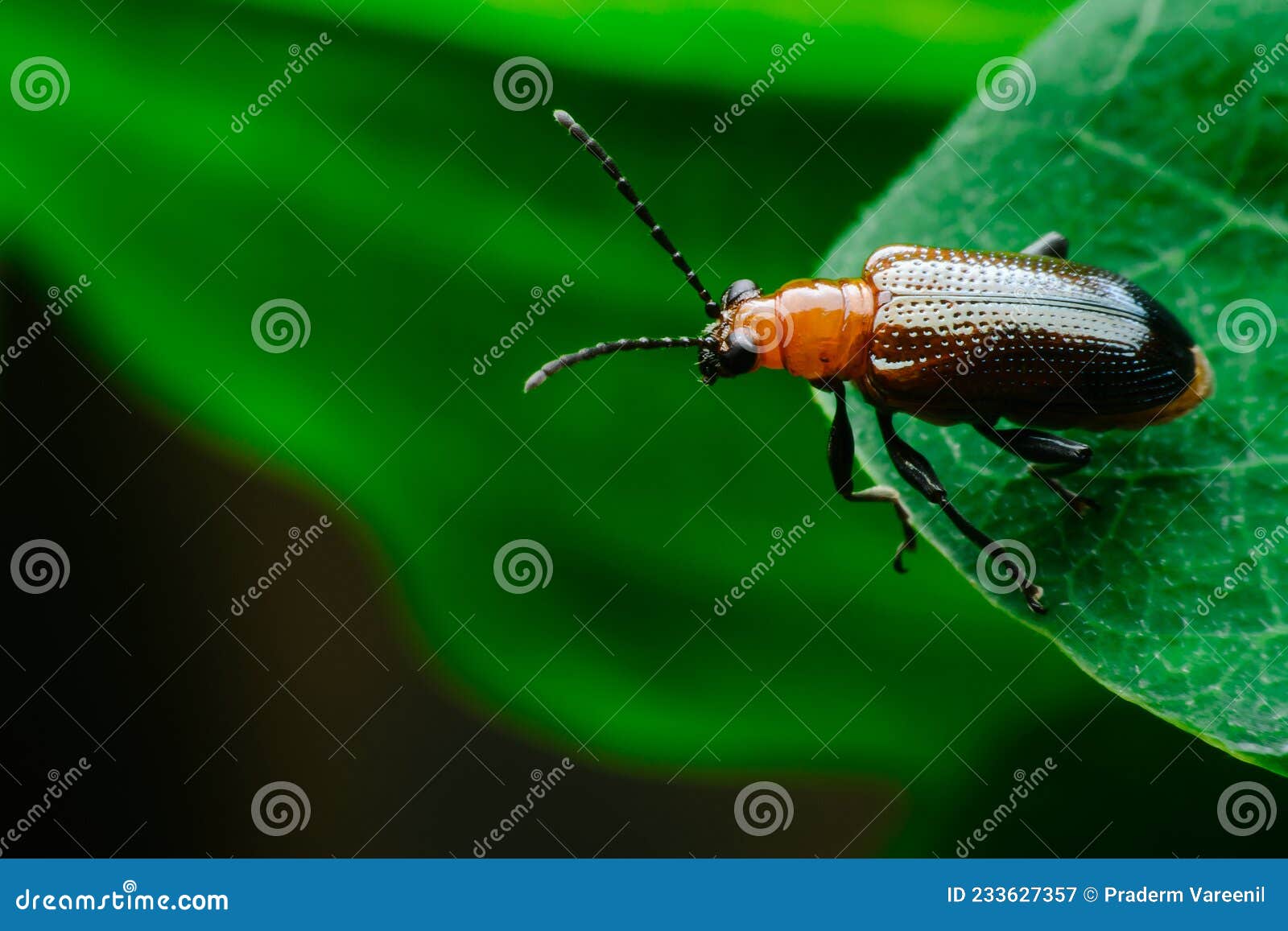 Insects in nature stock image. Image of black, centipede - 233627357