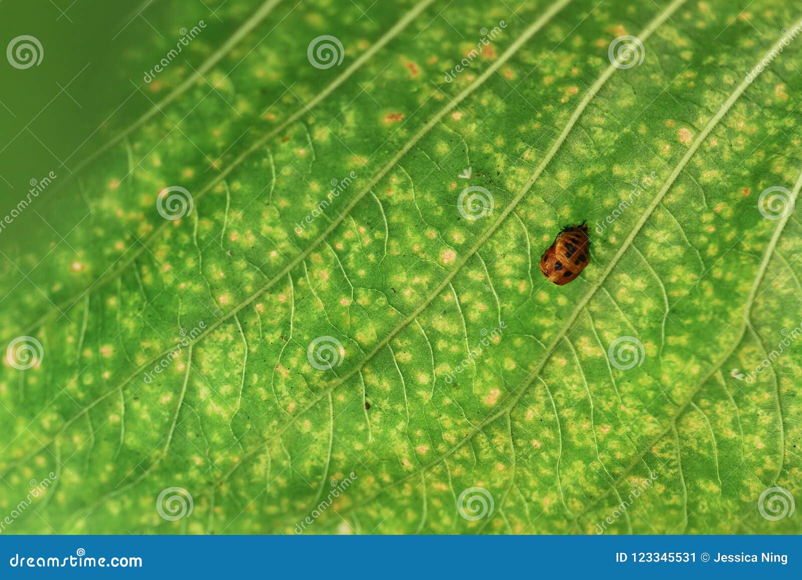 A little bug on green leaf stock image. Image of gentle - 123345531