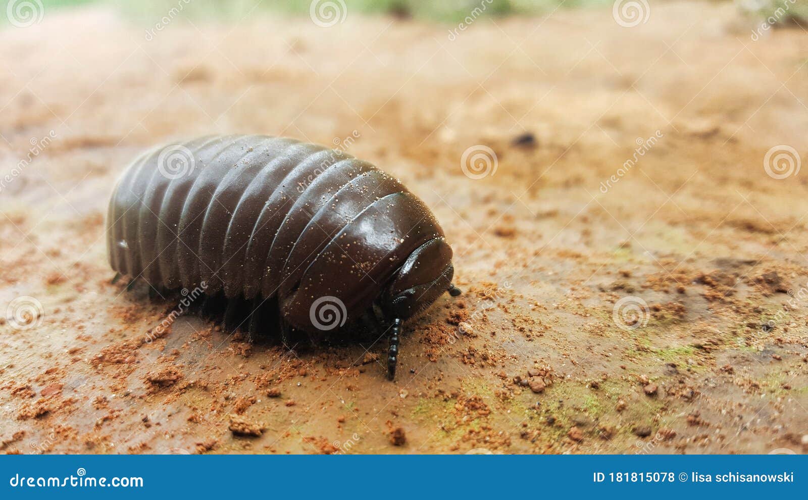 Little bug on the ground stock photo. Image of food - 181815078
