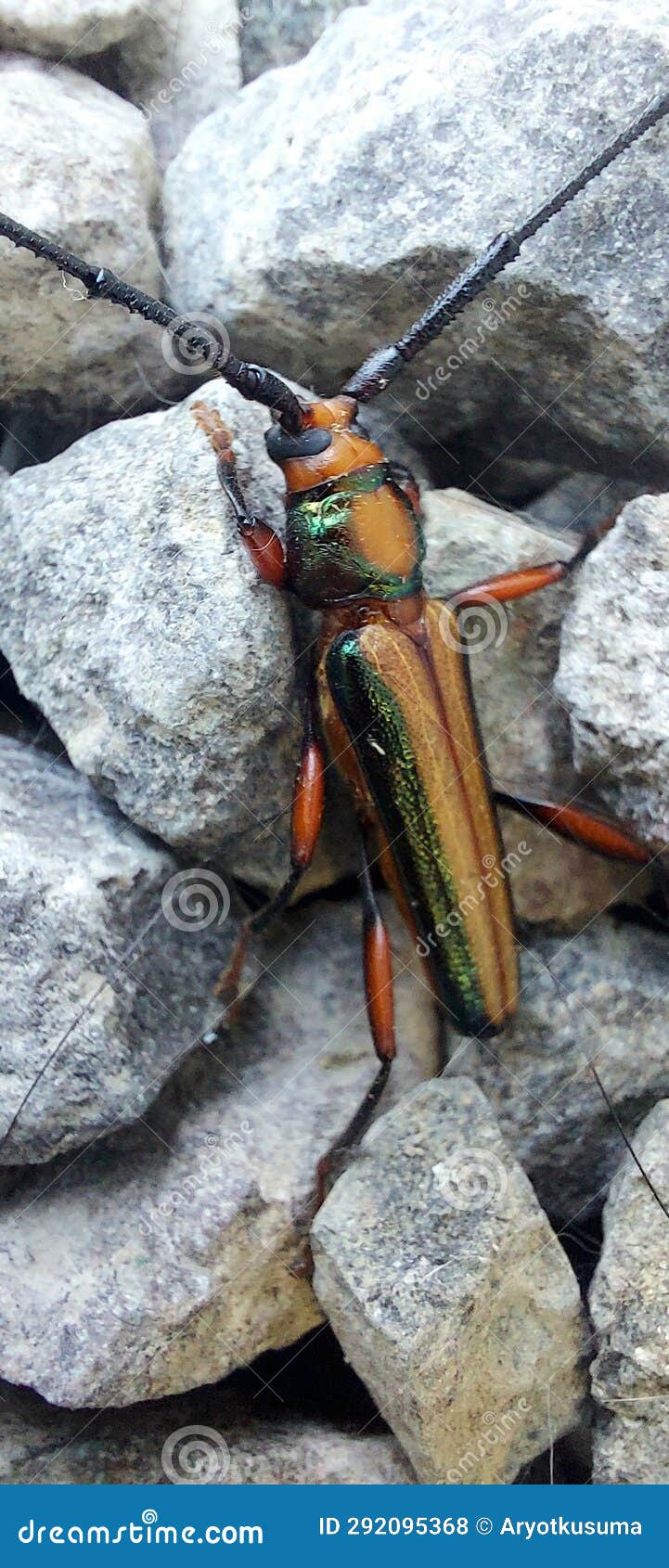 Little Bug Monster stock photo. Image of little, monster - 292095368