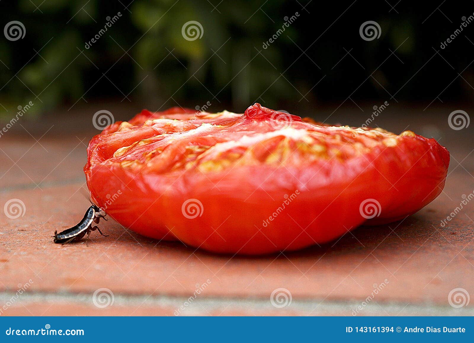Little Bug Pushing Half a Tomato Stock Photo - Image of closeup ...