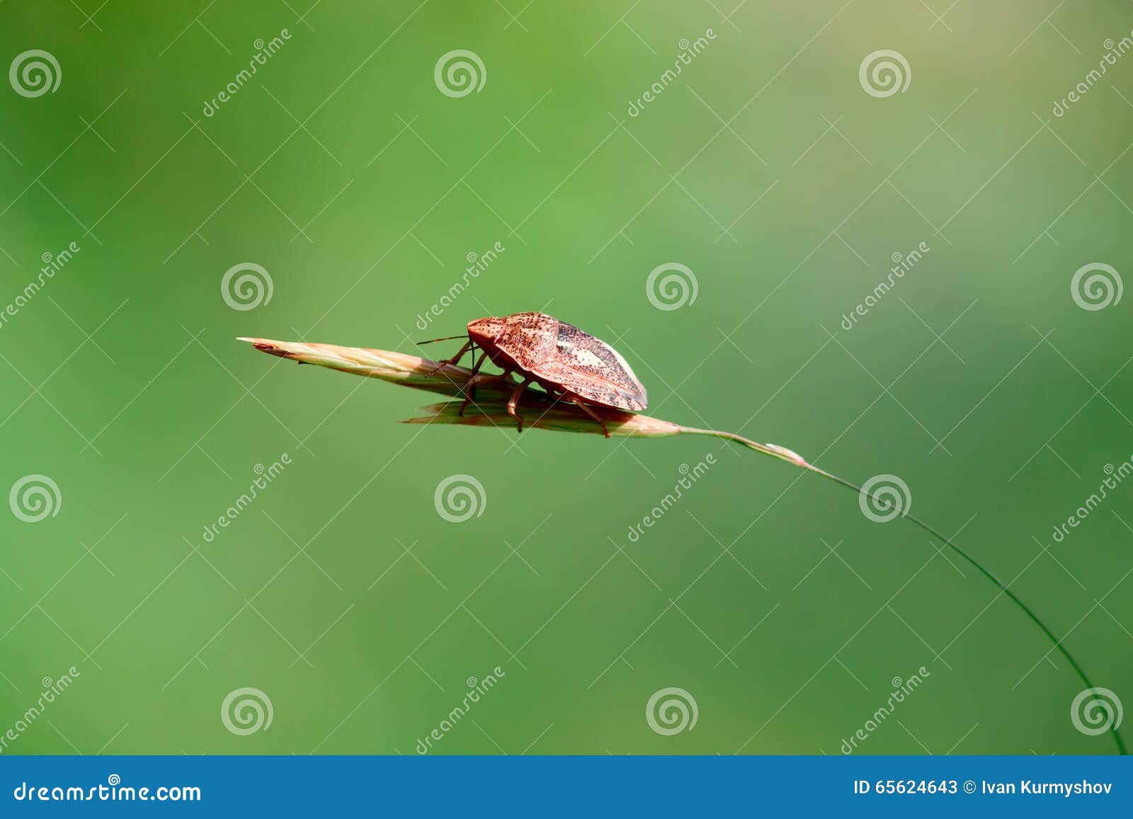 Little Bug Skunk on Thin Grass. Macro Photo Stock Image - Image of crum ...